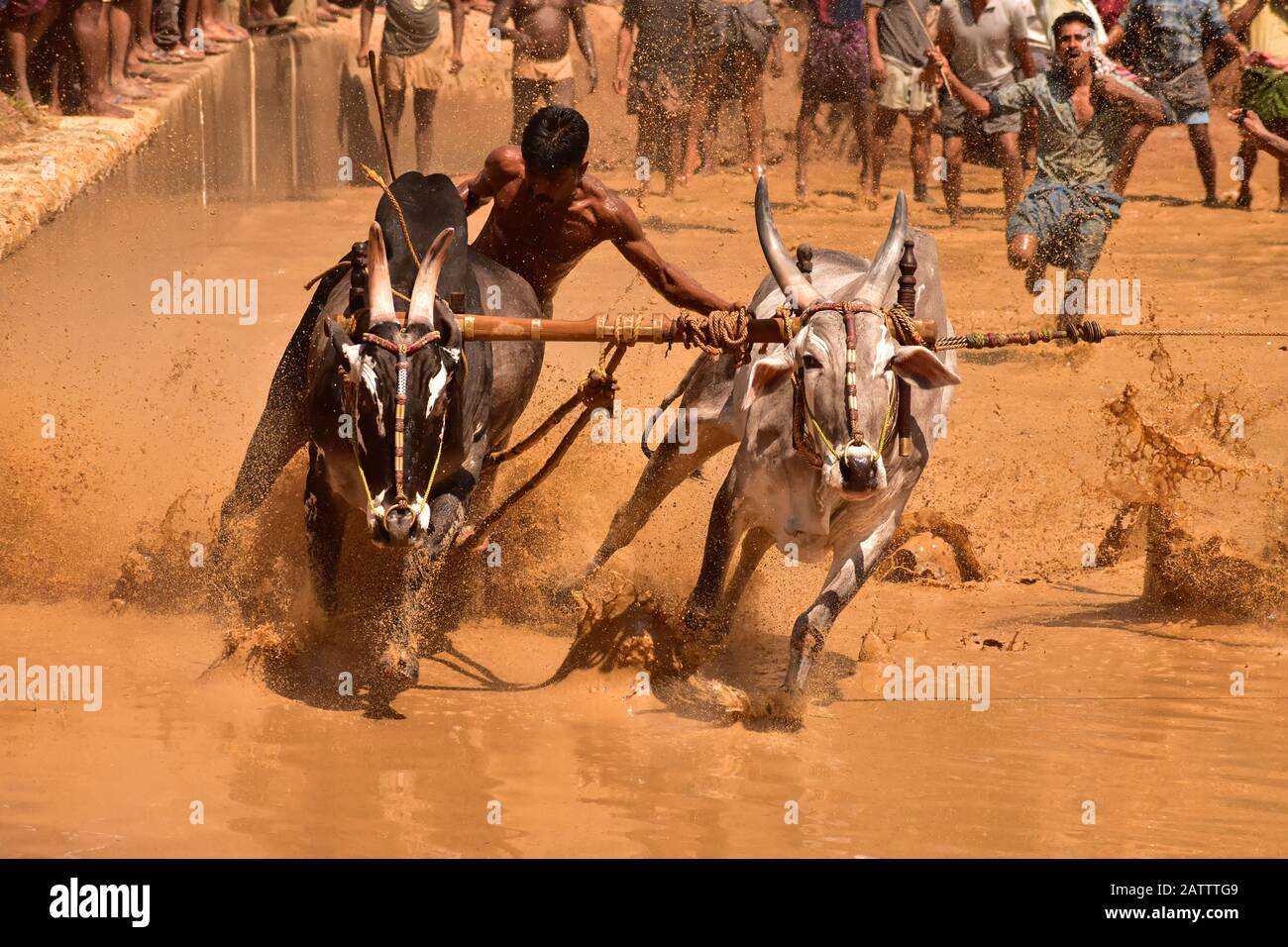 bulls running through mud with plough attached and pulling a farmer ...