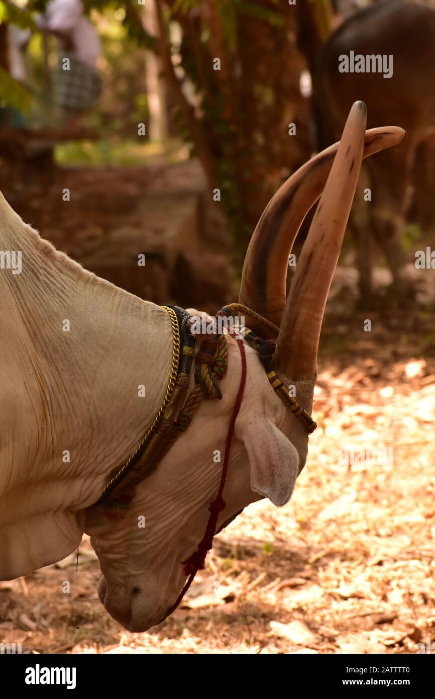 Angry buffalo hi-res stock photography and images - Alamy