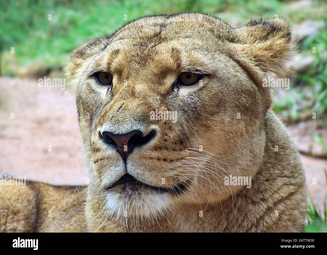 Angry lioness hi-res stock photography and images - Alamy