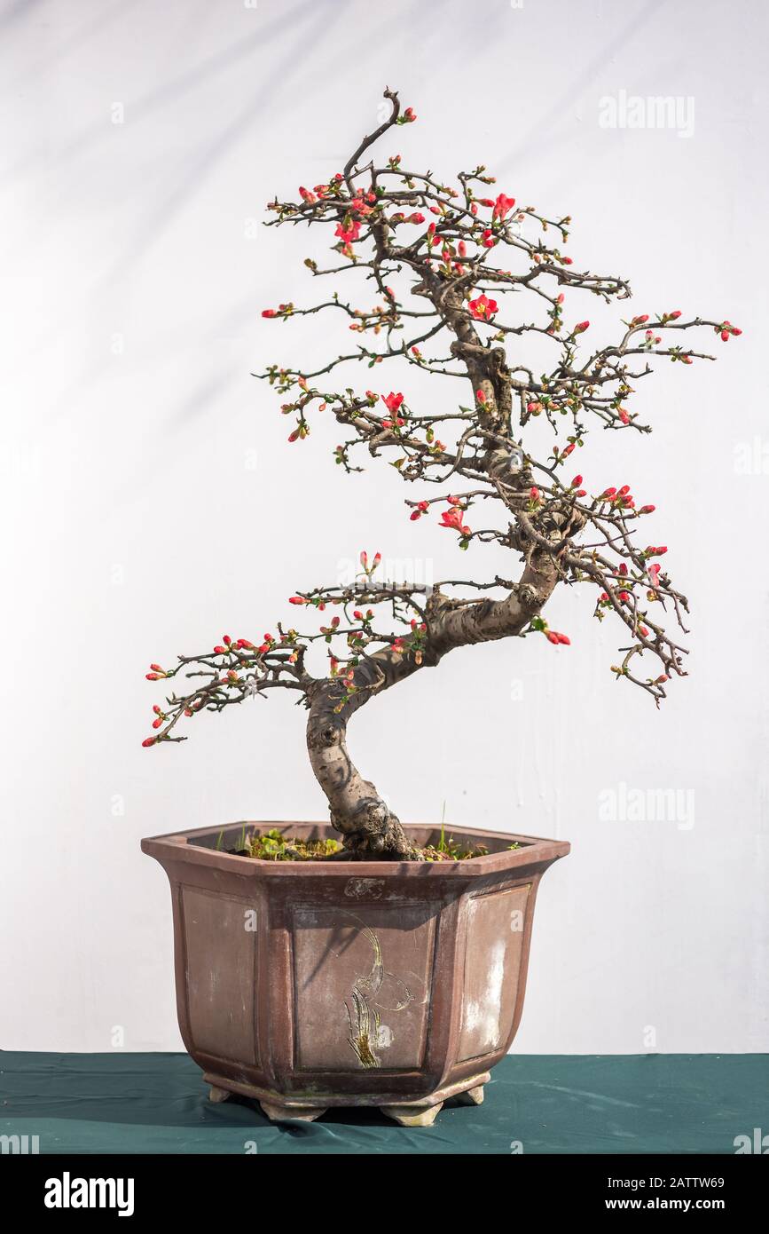 Twisted bonsai tree with red flower against white wall in China Stock ...