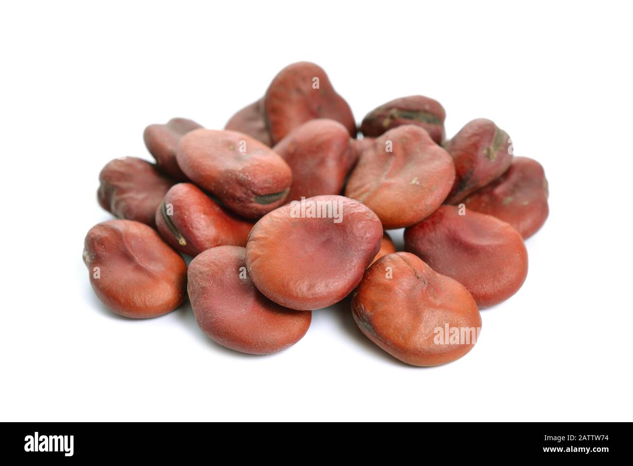 Seed of Vicia faba, broad bean, fava bean, or faba bean, field bean ...