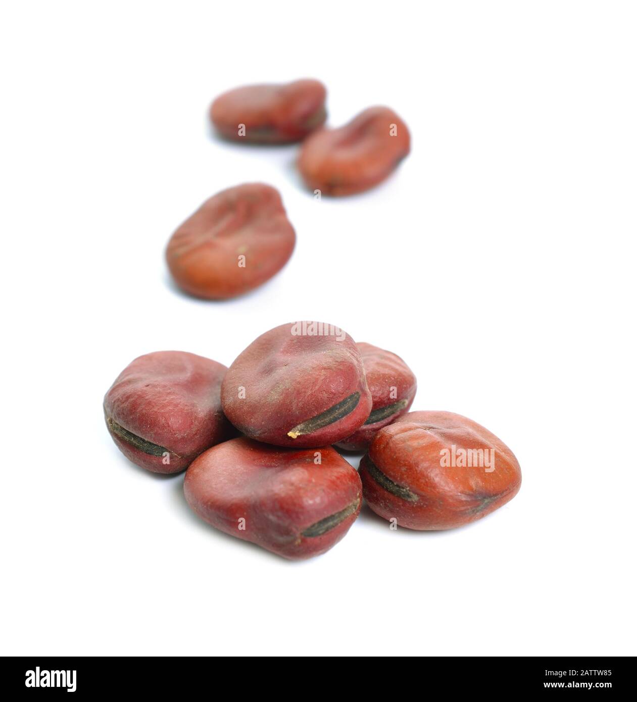 Seed of Vicia faba, broad bean, fava bean, or faba bean, field bean ...