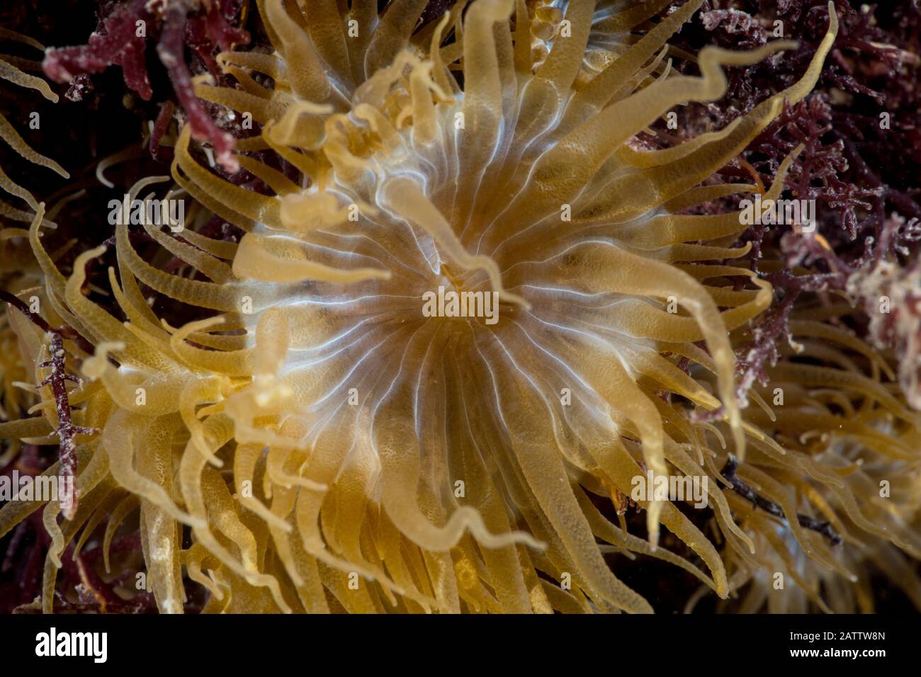 Aiptasia hi-res stock photography and images - Alamy
