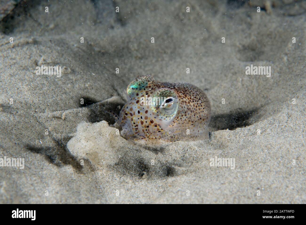 Sepiola Atlantica High Resolution Stock Photography and Images - Alamy