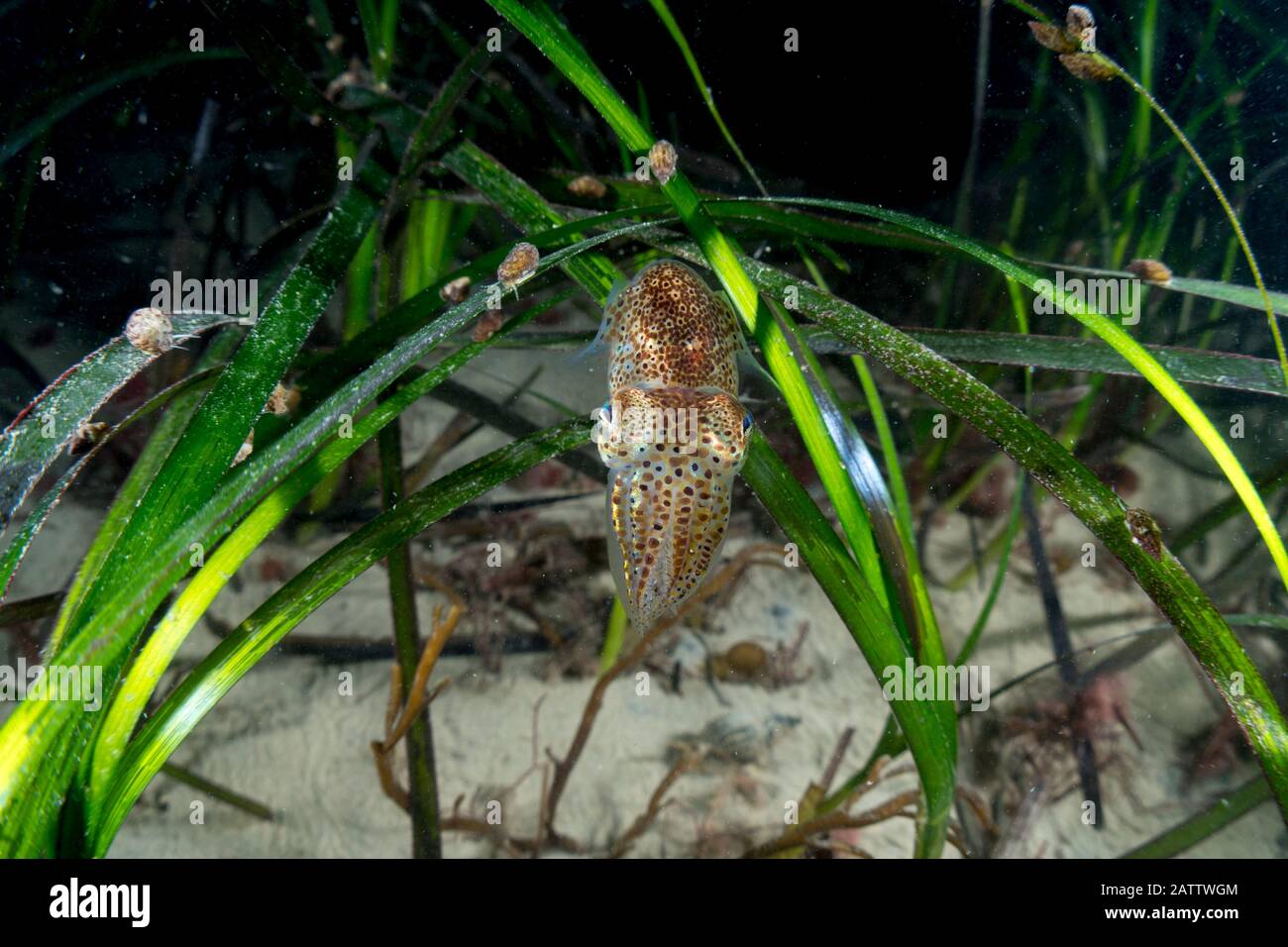 Sepiola atlantica hi-res stock photography and images - Alamy