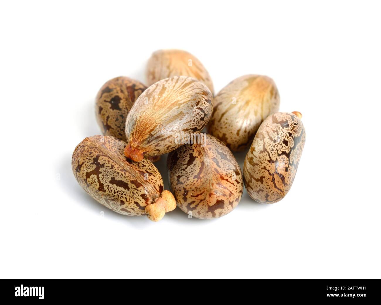 Seed of Ricinus communis, the castor bean or castor oil plant. Isolated ...