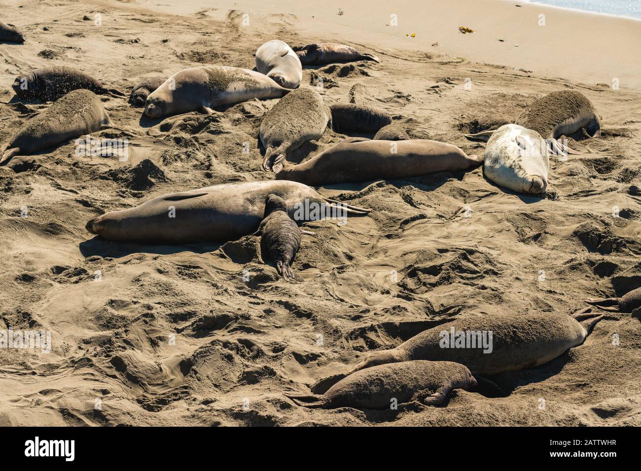 Elephant seal migration hi-res stock photography and images - Alamy