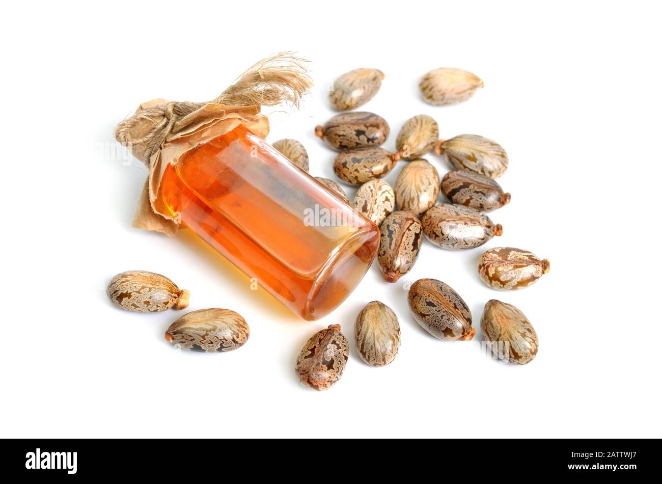 Seed of Ricinus communis, the castor bean or castor oil plant. Isolated ...