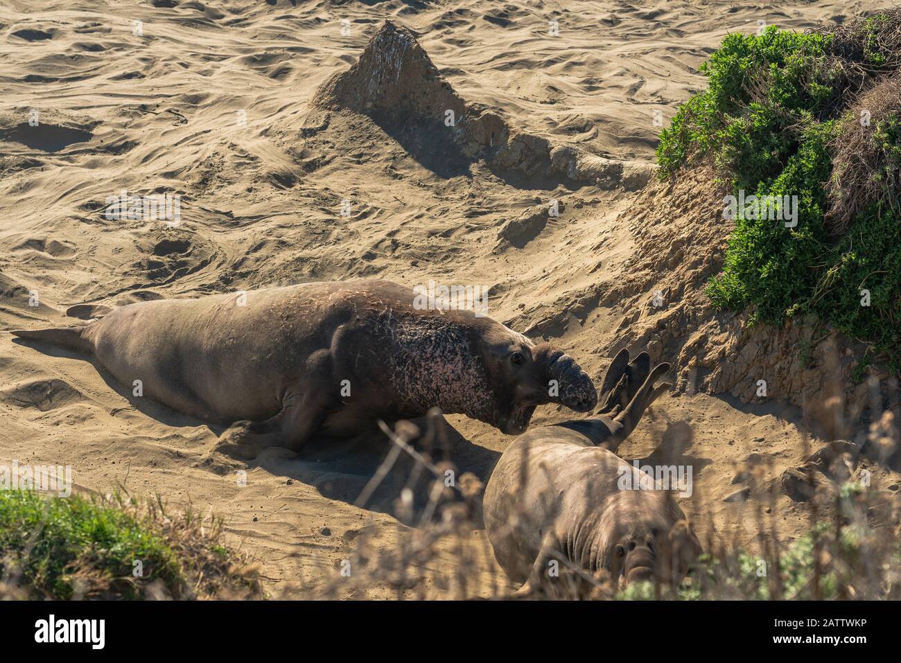 Elephant seal colony. Male seals s fighting over territory and female ...