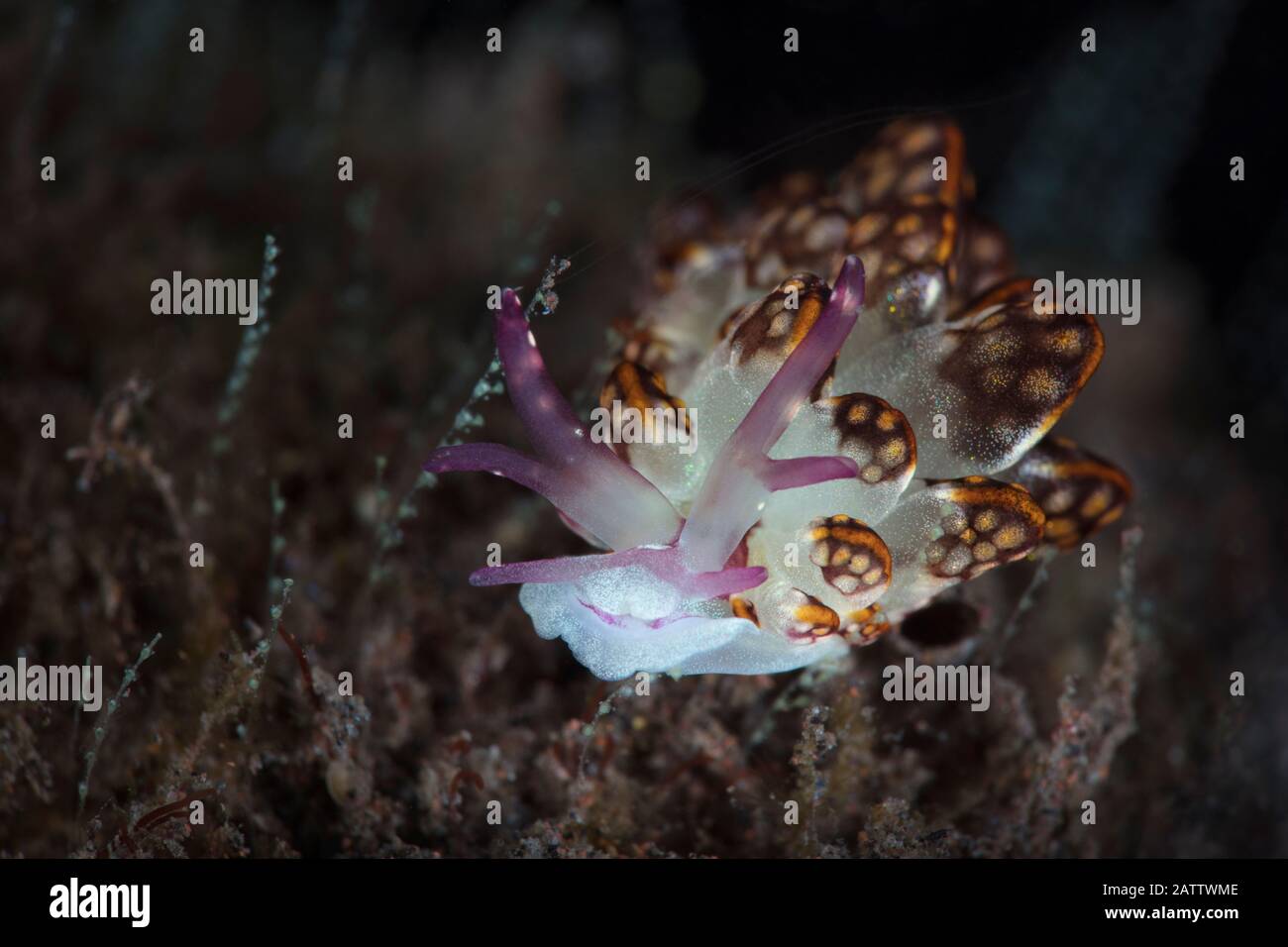 Kikutaros butterfly slug hi-res stock photography and images - Alamy
