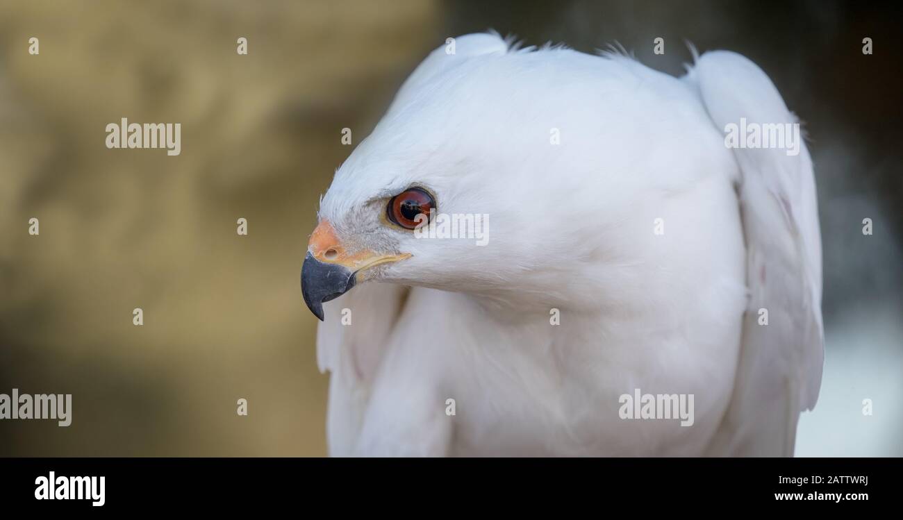 White hawk hi-res stock photography and images - Alamy