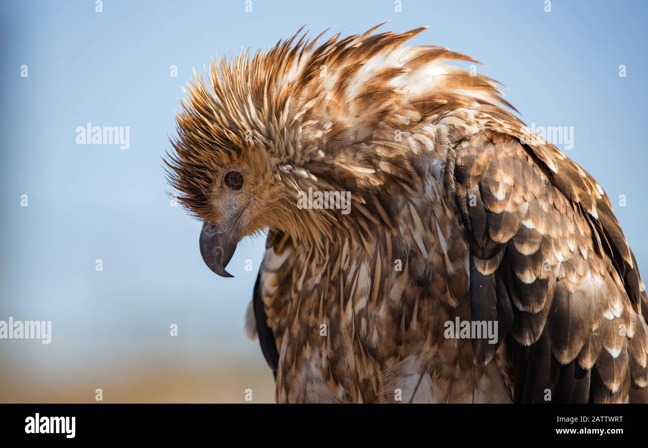 Whistling Kite High Resolution Stock Photography and Images - Alamy