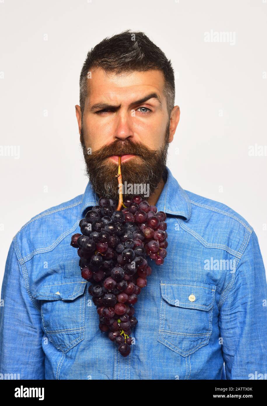 Winegrower with confused face holds cluster of grapes in mouth. Man ...