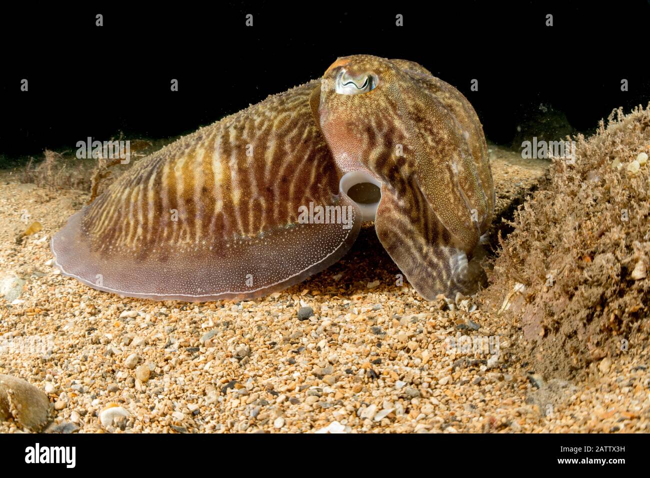 Cuttle bone hi-res stock photography and images - Alamy