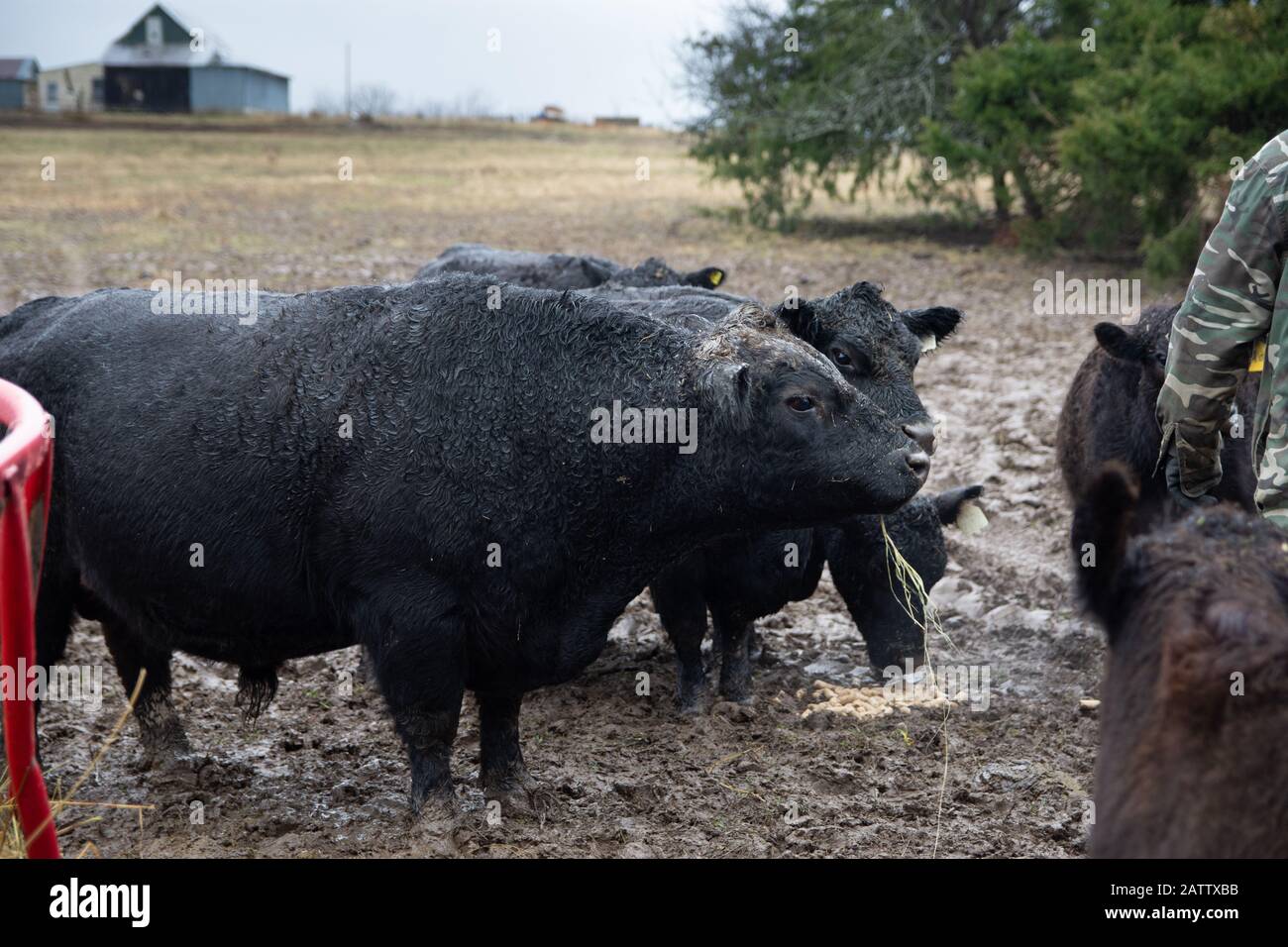 A 3-year-old Miniature Angus Bull walks in the mud with grass in it's ...