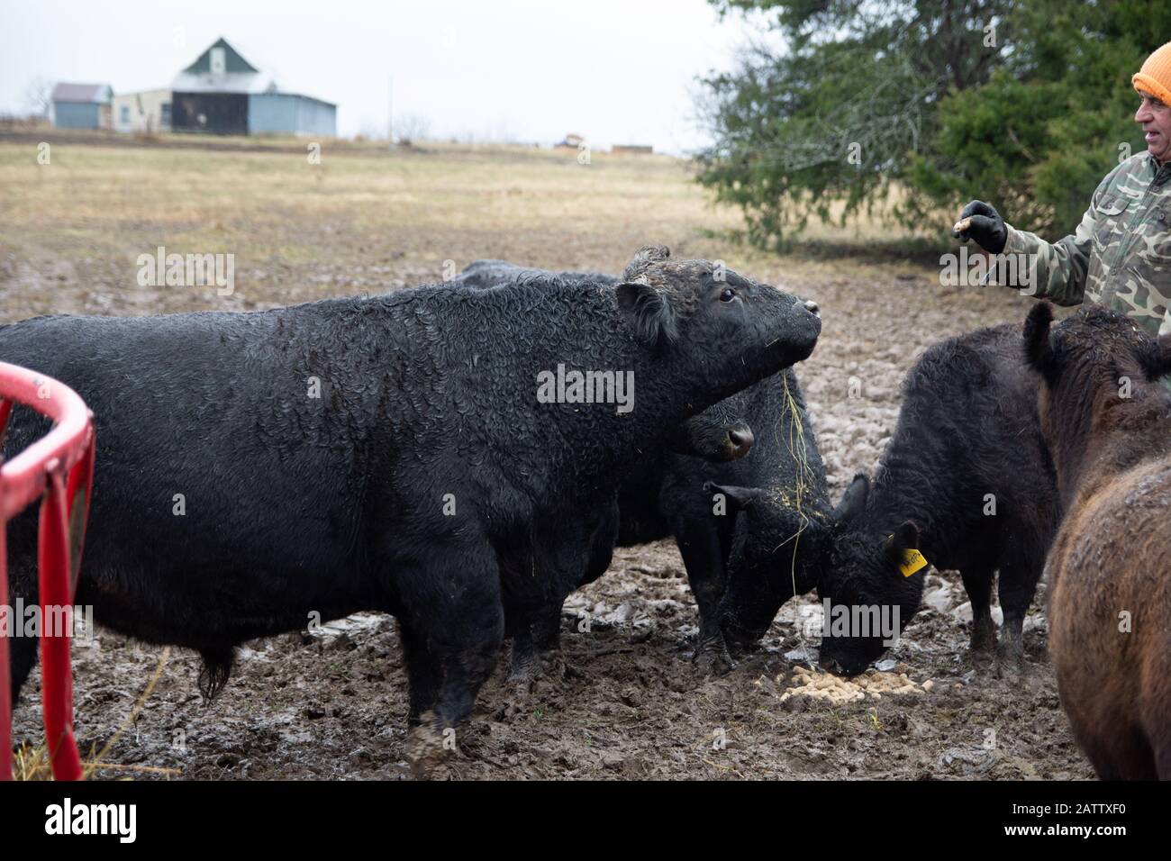 A 3 year old Miniature Angus Bull walks in the mud with grass in it's ...