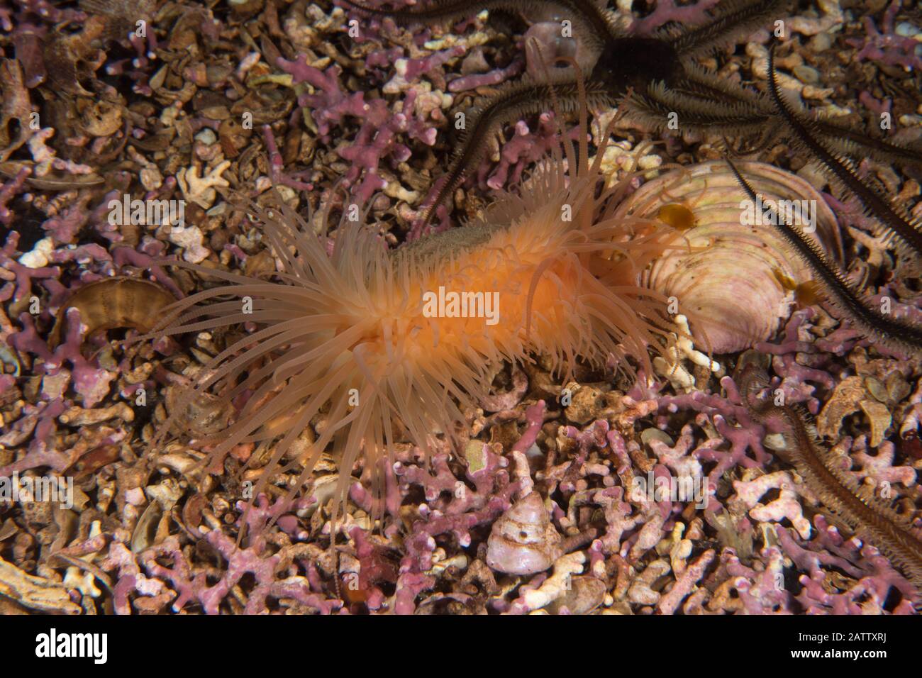 Flame shell bed hi-res stock photography and images - Alamy