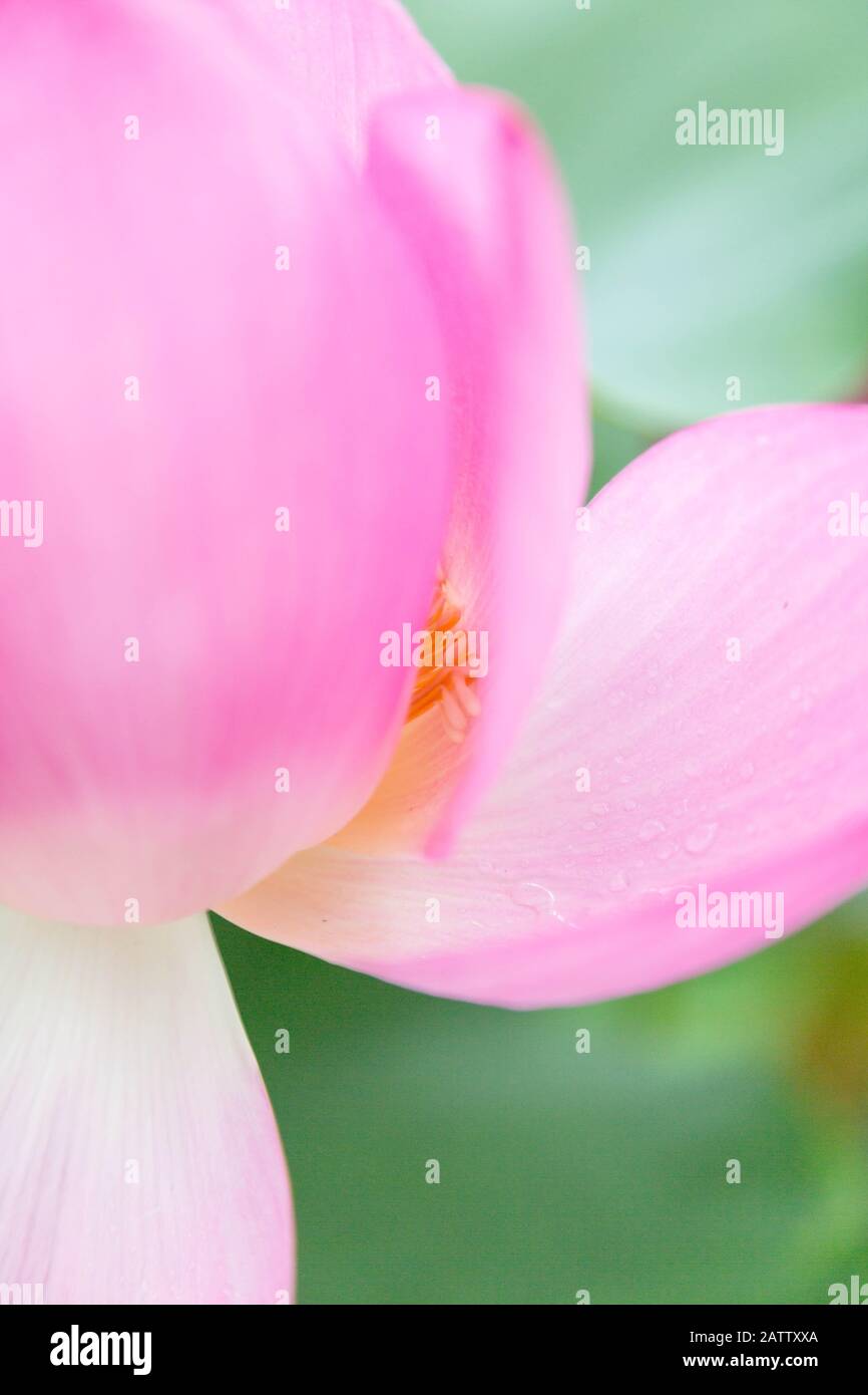 Pink lotus the national flower of india hi-res stock photography and ...