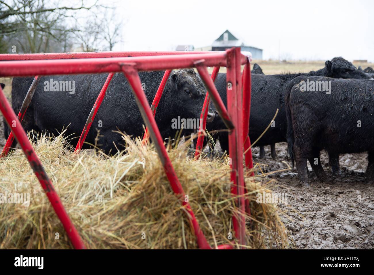 A 3-year-old Miniature Angus Bull walks in the mud with grass in it's ...