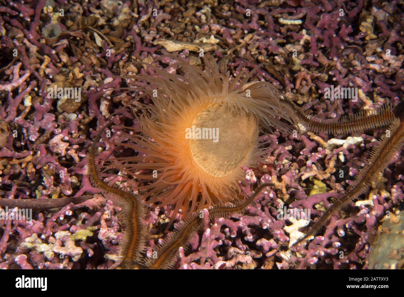 Flame shell bed hi-res stock photography and images - Alamy