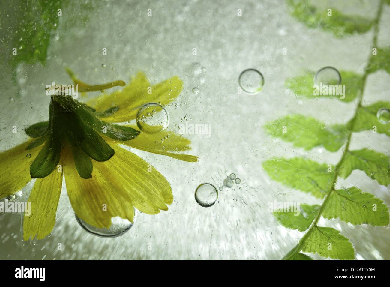 Yellow flower sinking into the clod water Stock Photo - Alamy