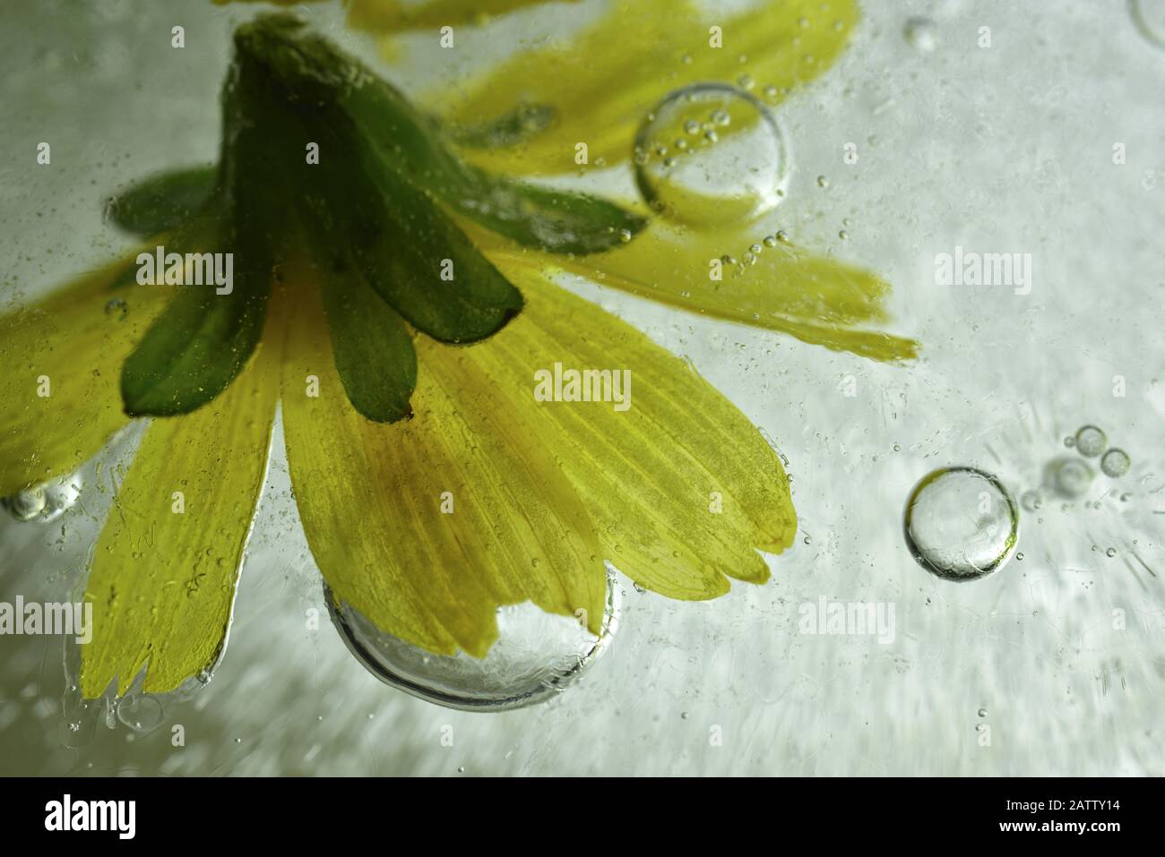 Yellow flower sinking into the clod water Stock Photo - Alamy