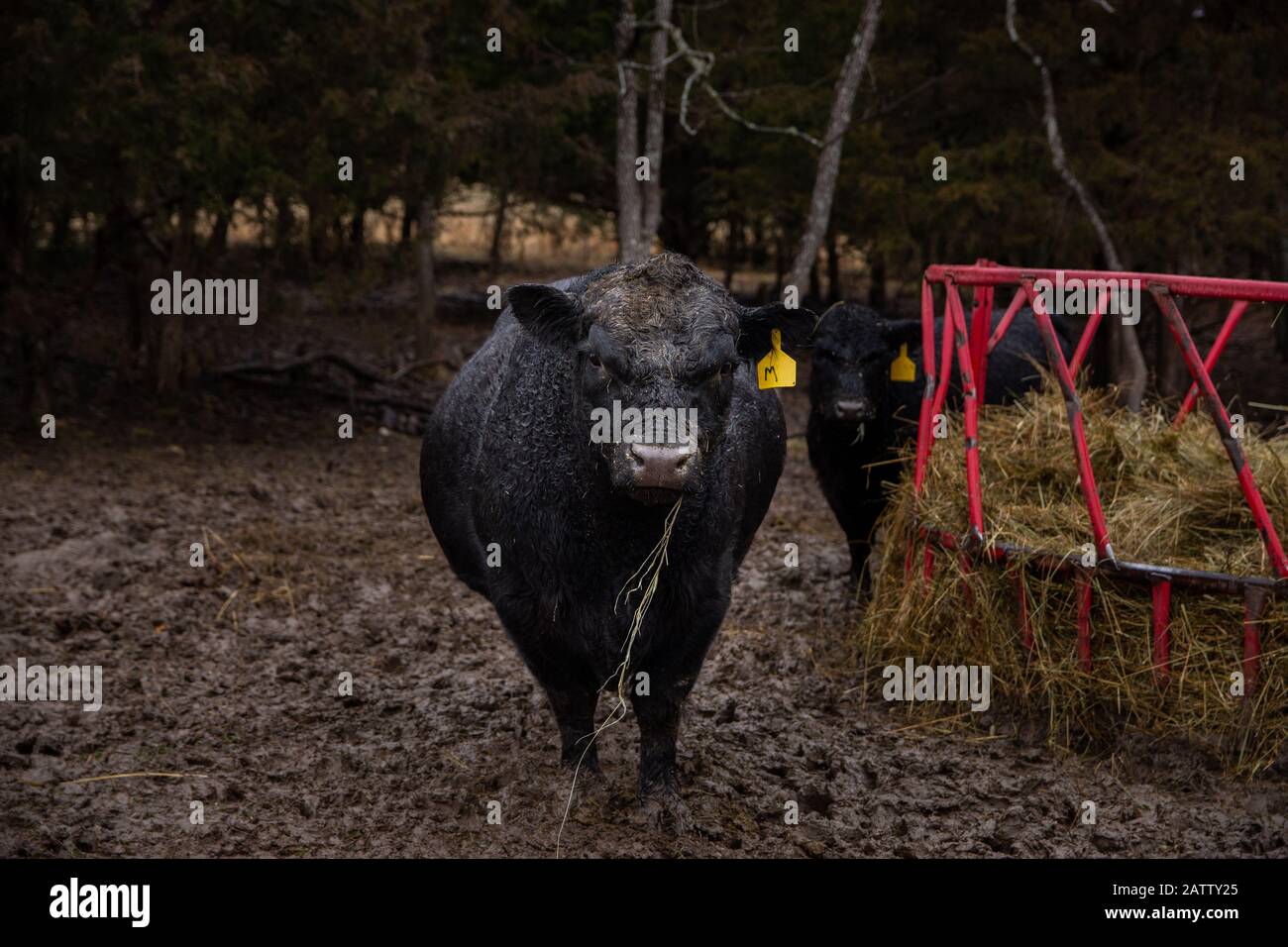 A 3-year-old Miniature Angus Bull walks in the mud with grass in it's ...