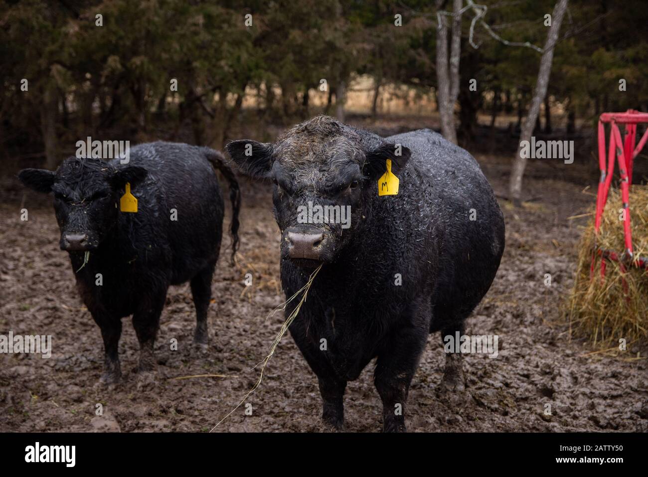 A 3-year-old Miniature Angus Bull walks in the mud with grass in it's ...