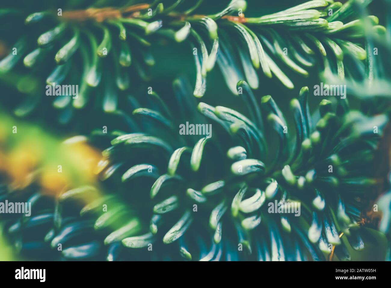 Garden, Christmas and card concept - Evergreen spruce trees as nature ...