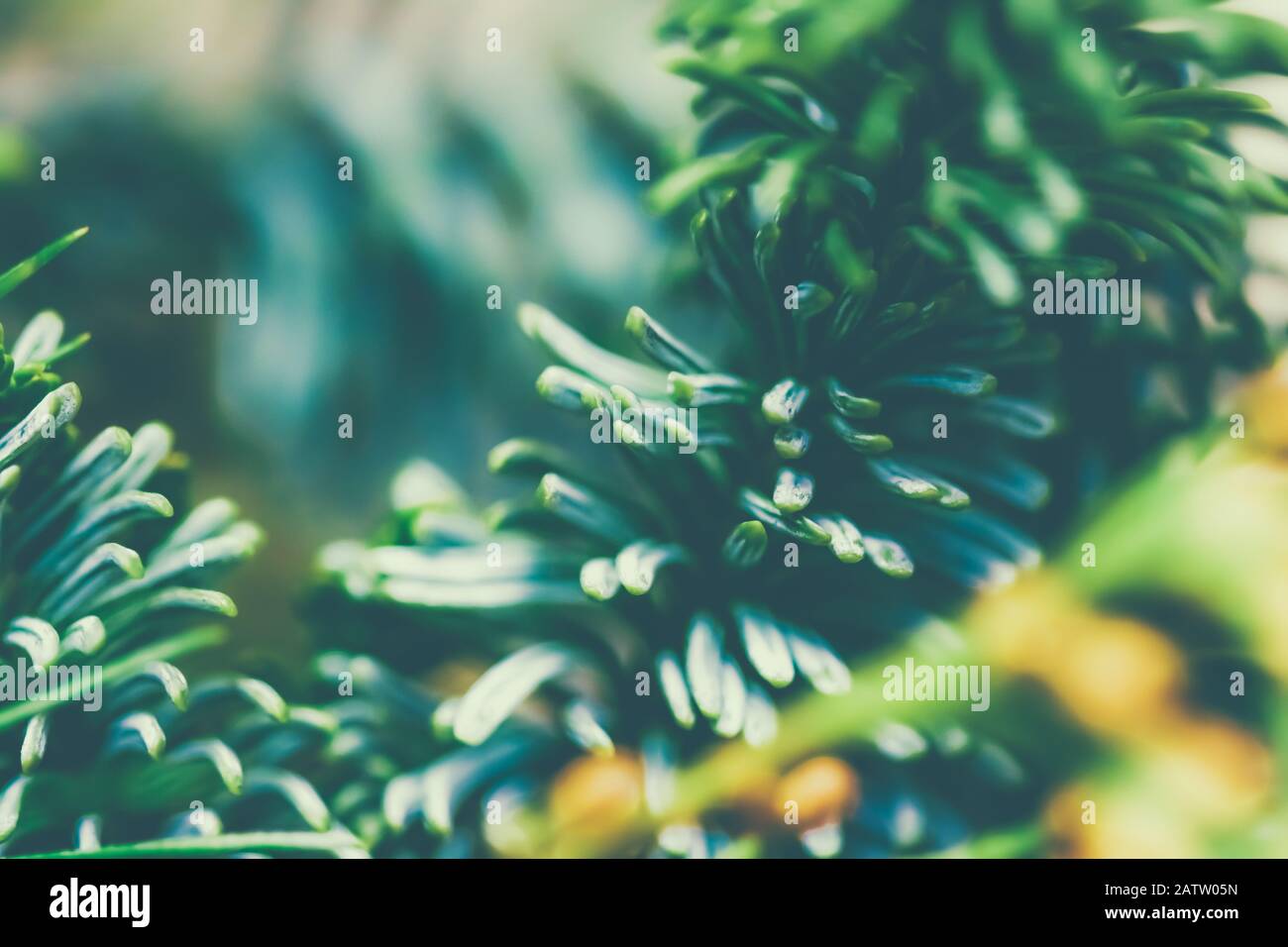 Garden, Christmas and card concept - Evergreen spruce trees as nature ...