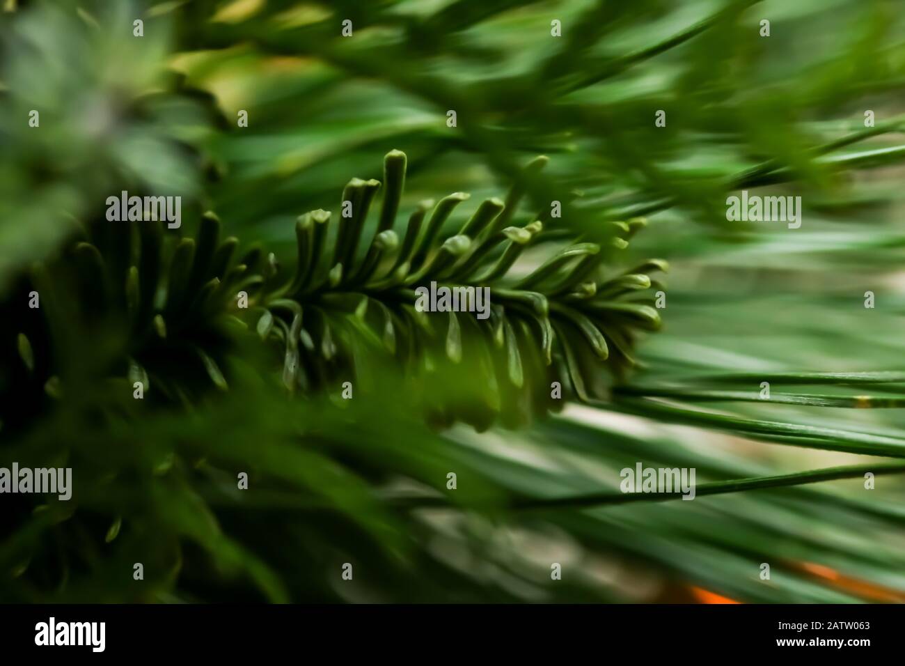 Garden, Christmas and card concept - Evergreen spruce trees as nature ...
