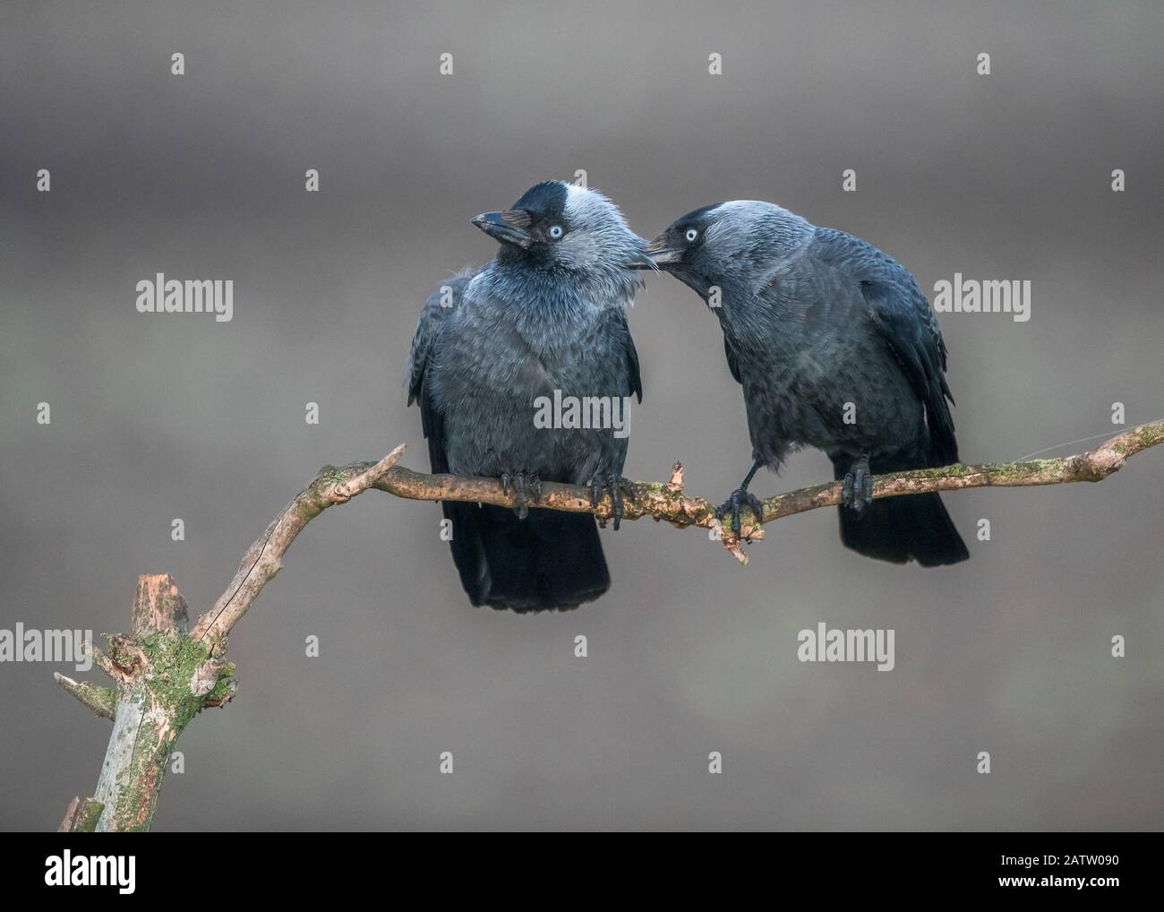 Jackdaw (Corvus monedula), two preening, Hortobágy National Park ...