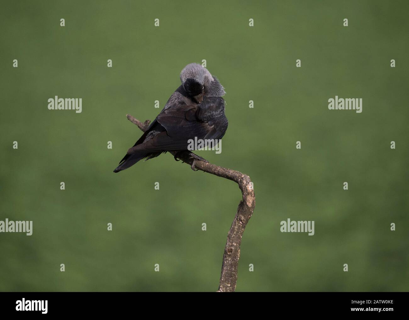 Jackdaw (Corvus monedula), preening, sitting on a branch, Hortobágy ...