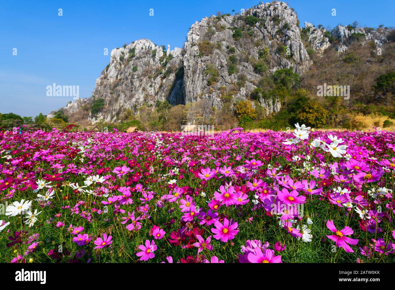 Beautiful pink cosmos field with Limestone mountains and blue sky ...