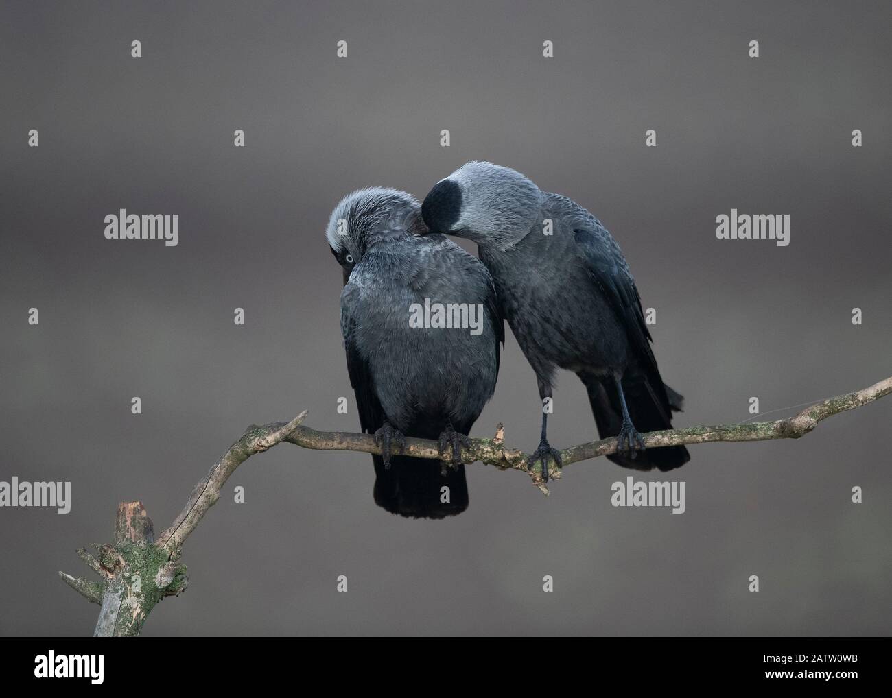 Jackdaw (Corvus monedula), two preening, Hortobágy National Park ...