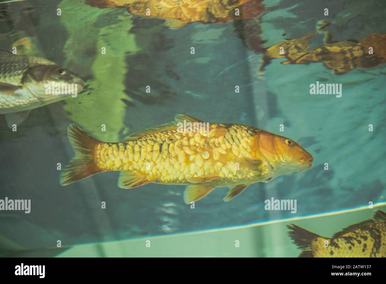 Beautiful colorful fish swims in the aquarium environment Stock Photo ...