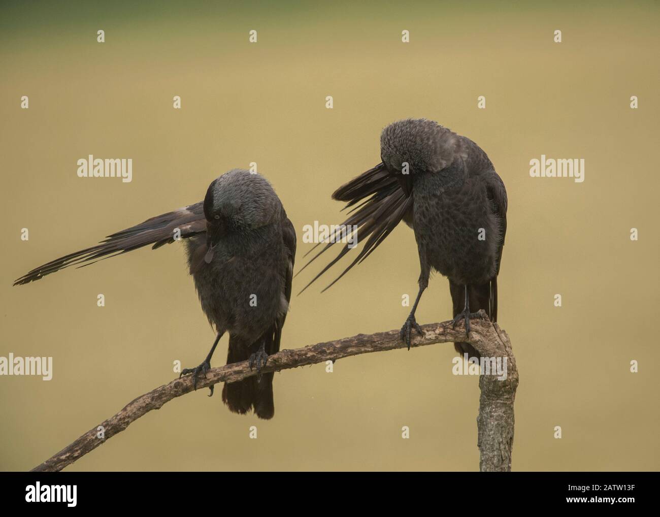 Jackdaw preening hi-res stock photography and images - Alamy