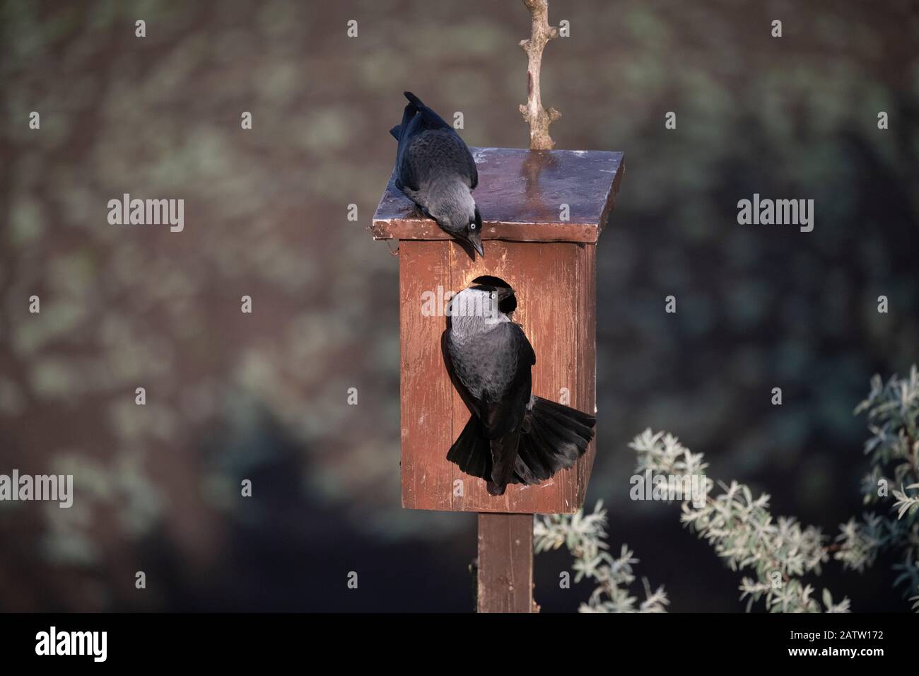 Jackdaw (Corvus monedula), at a nest box, Hortobágy National Park ...