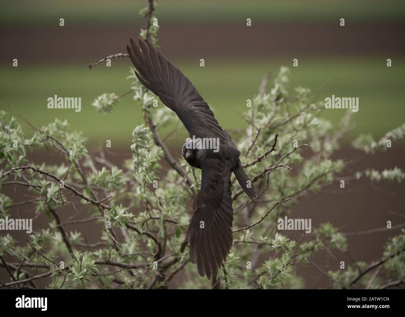 Jackdaw (Corvus monedula), in flight, Hortobágy National Park, Hungary ...