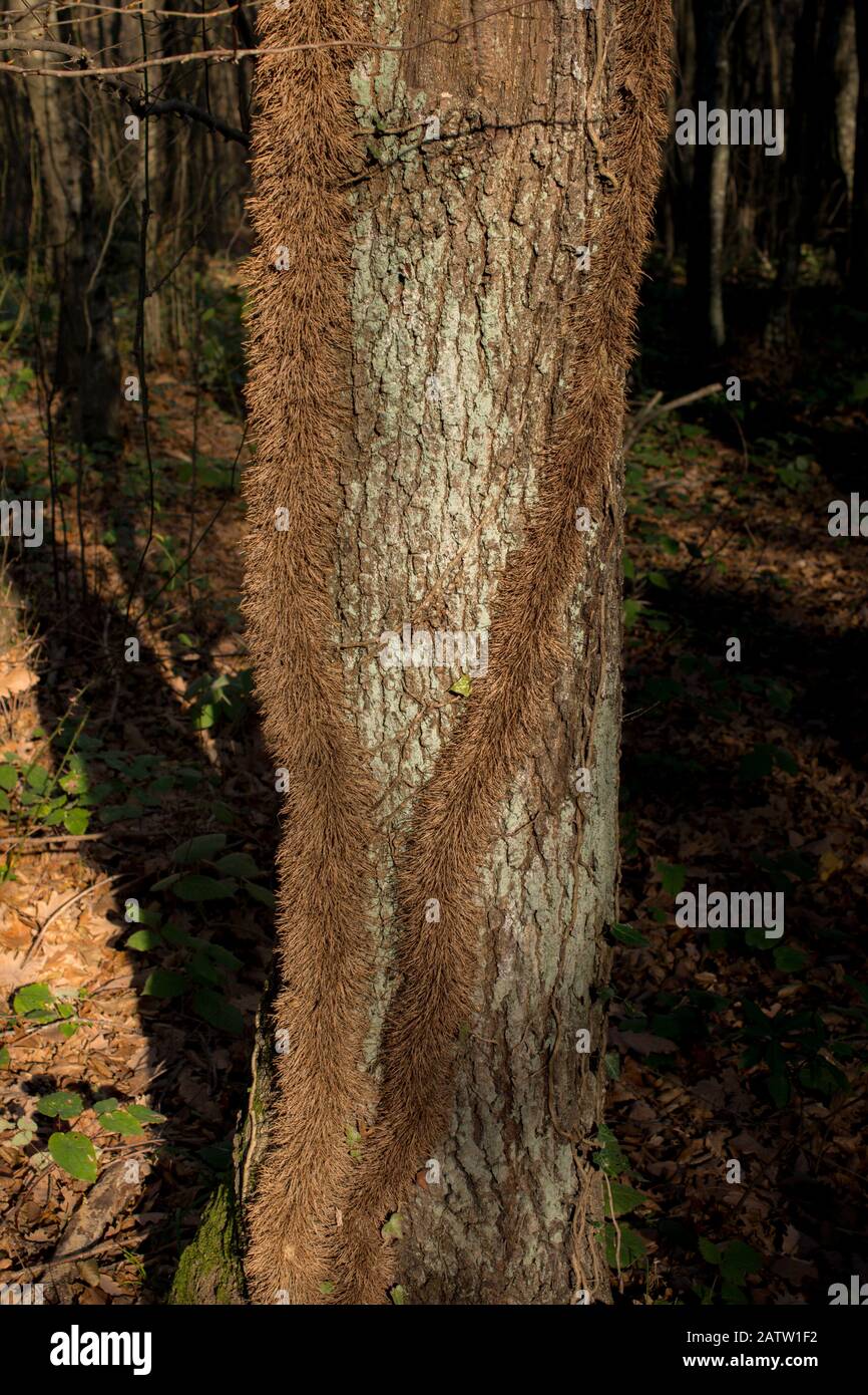 Tree bark that has a plant surrounding it on display Stock Photo - Alamy