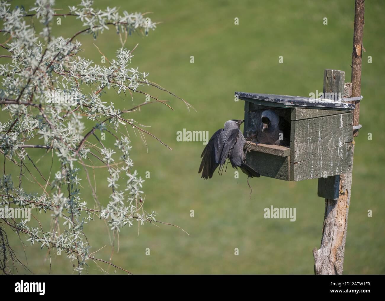 Jackdaw (Corvus monedula), sitting in a nest box, Hortobágy National ...