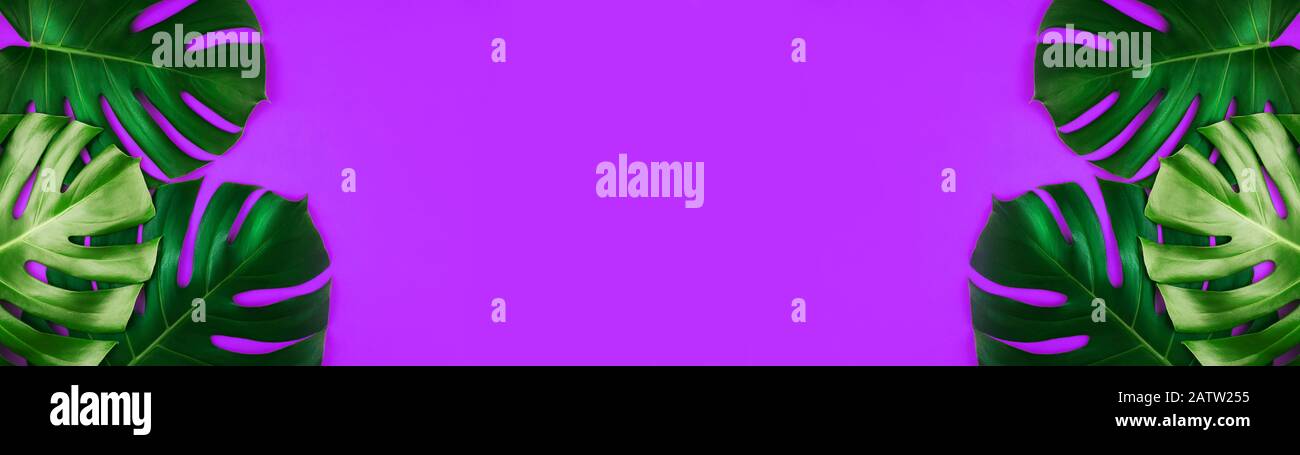 Banner made from tropical jungle monstera leaves isolated on violet ...