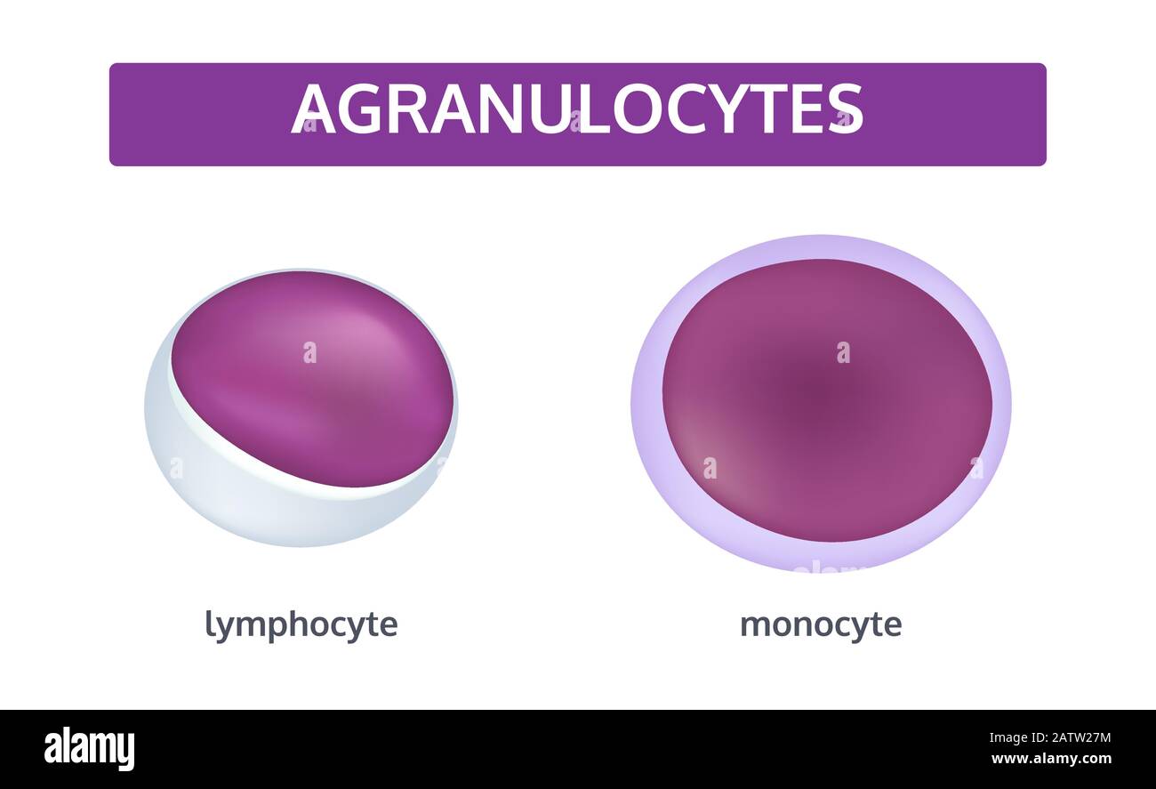 Phagocytosis High Resolution Stock Photography and Images - Alamy