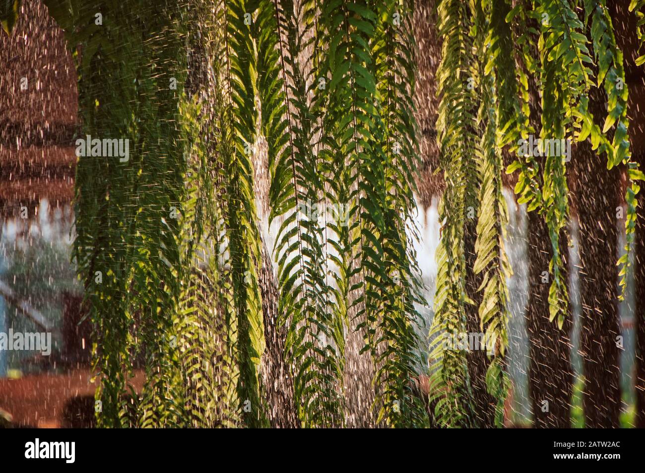 Cultivar nephrolepis sp hi-res stock photography and images - Alamy