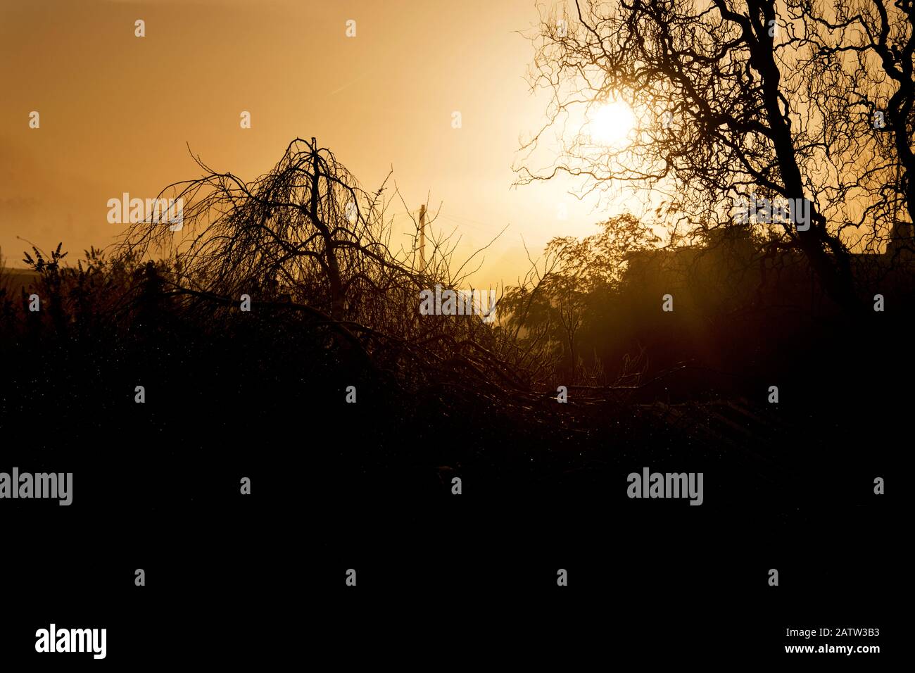 Sunrise on foggy February morning with trees in silhouette. Sun behind ...