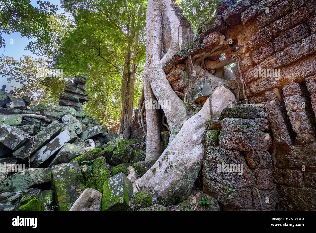 Gigant Tetrameles nudiflora - Spung tree with the ruins of Ta Prohm ...
