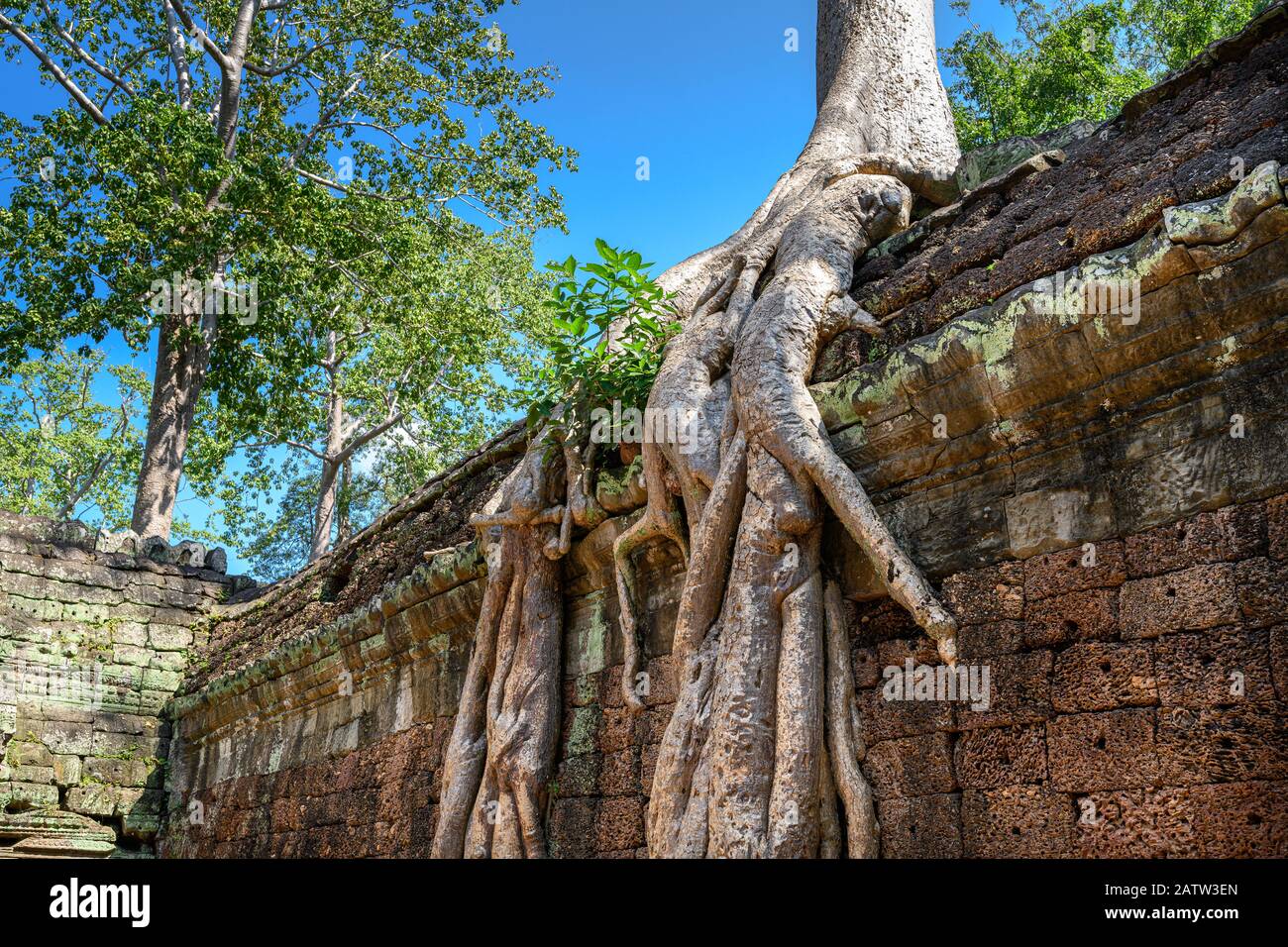 Gigant Tetrameles nudiflora - Spung tree with the ruins of Ta Prohm ...