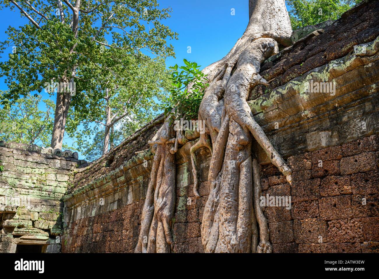 Gigant Tetrameles nudiflora - Spung tree with the ruins of Ta Prohm ...