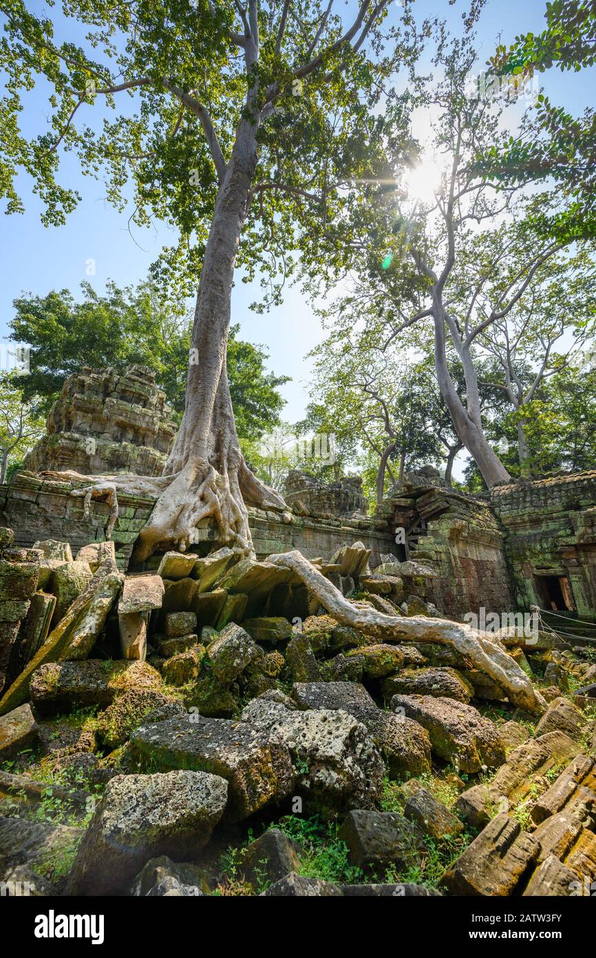 Gigant Tetrameles nudiflora - Spung tree with the ruins of Ta Prohm ...