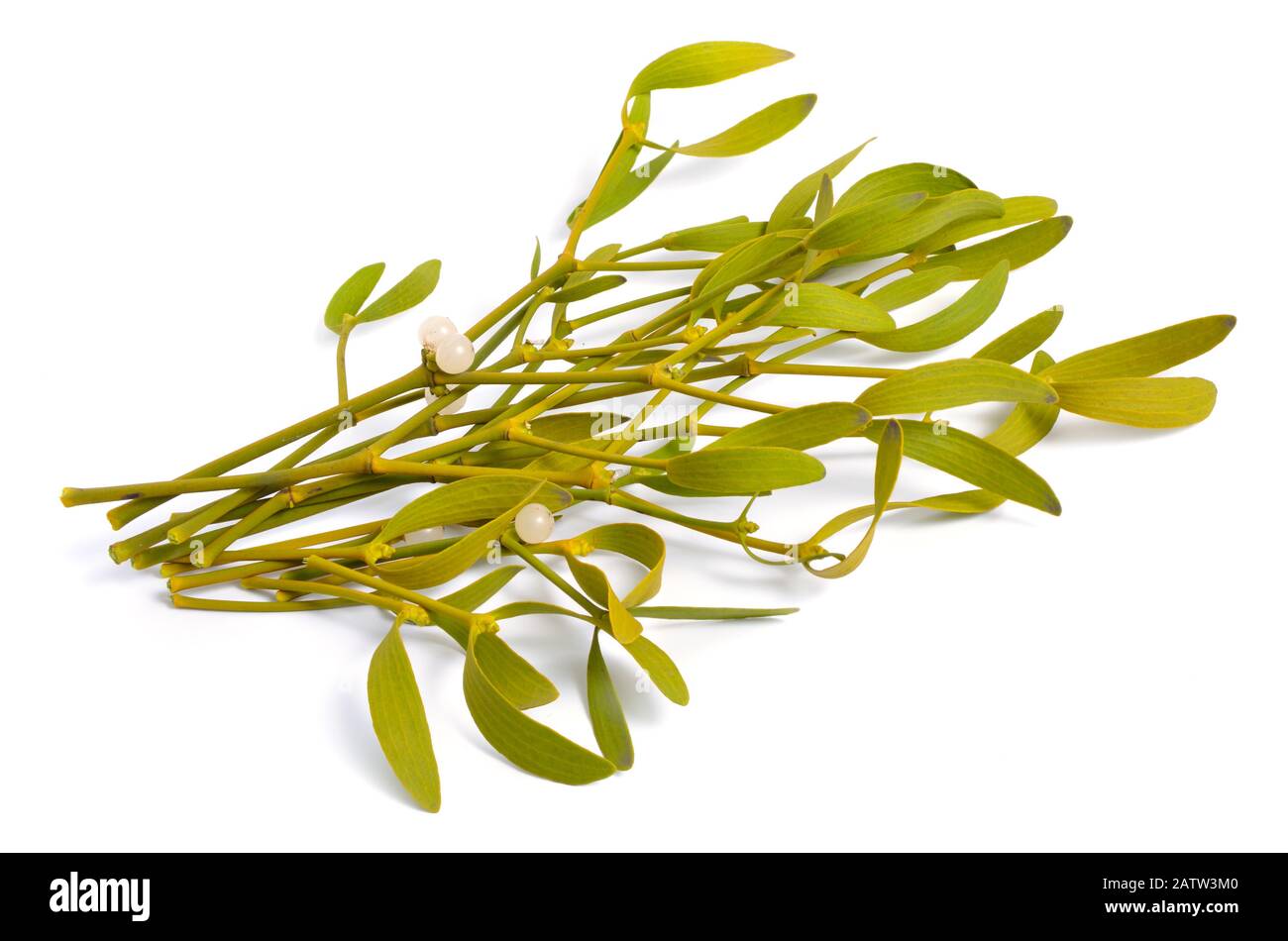 Viscum album, commonly known as European mistletoe, common mistletoe or ...